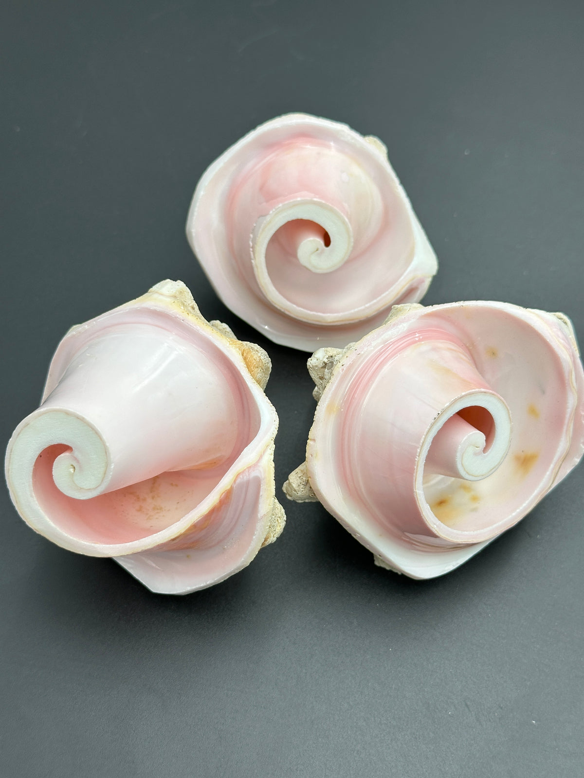 Pink Queen Conch Shell - Rare — Crystal Sanctuary Australia